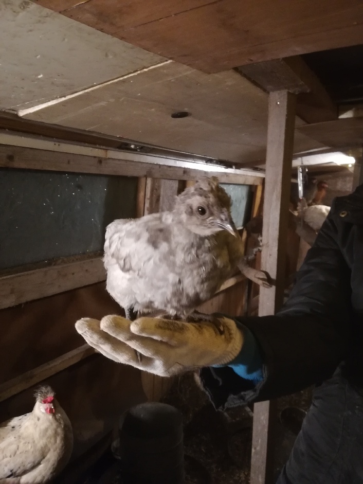 ILLANVIETTOA JA TÄYSIN JOUTAVAA TURINAA ( osa II ) | Sivu 3197 ...